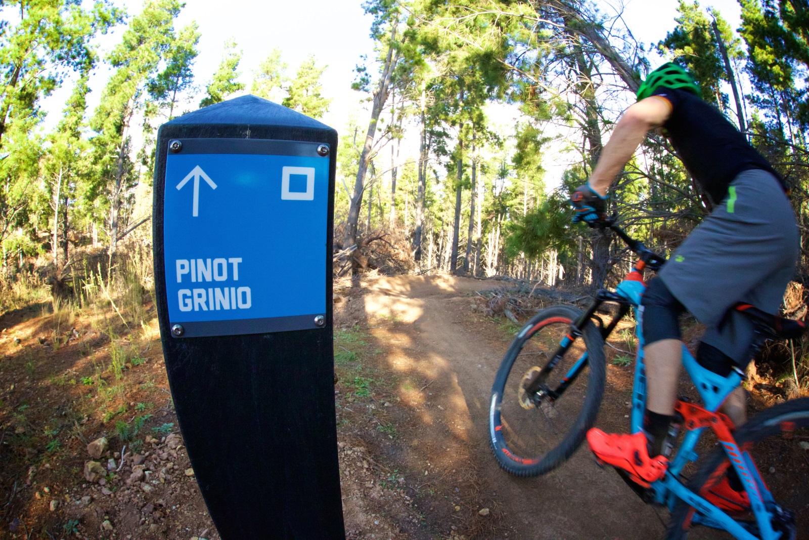 Blue Loop – Majura Pines Trail Alliance